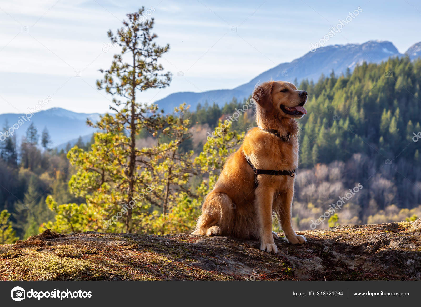 Canadian Golden Retriever