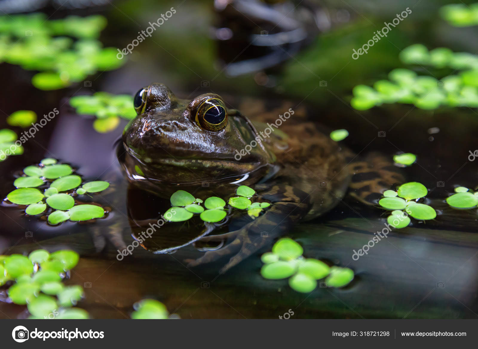 Close Small Frog Bullfrog Water Invasive Species British Columbia ...