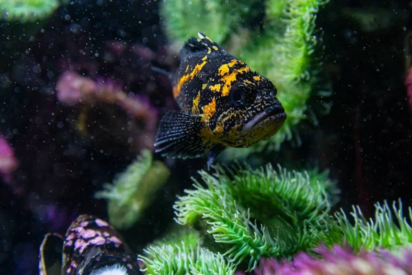 Black And Yellow Rockfish