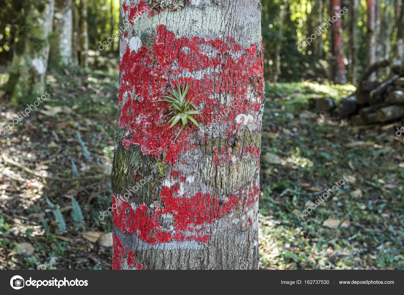 Pink Tree Lichen Pink Lichen Stock Photos, Royalty Free Pink Lichen