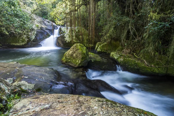 Anta brasil Stock Photos, Royalty Free Anta brasil Images | Depositphotos