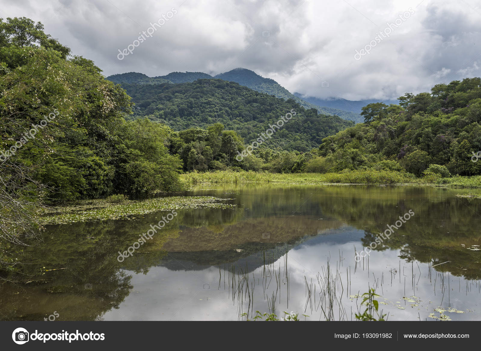 Atlantic Rainforest landscape Stock Photo by ©vitormarigo 193091982