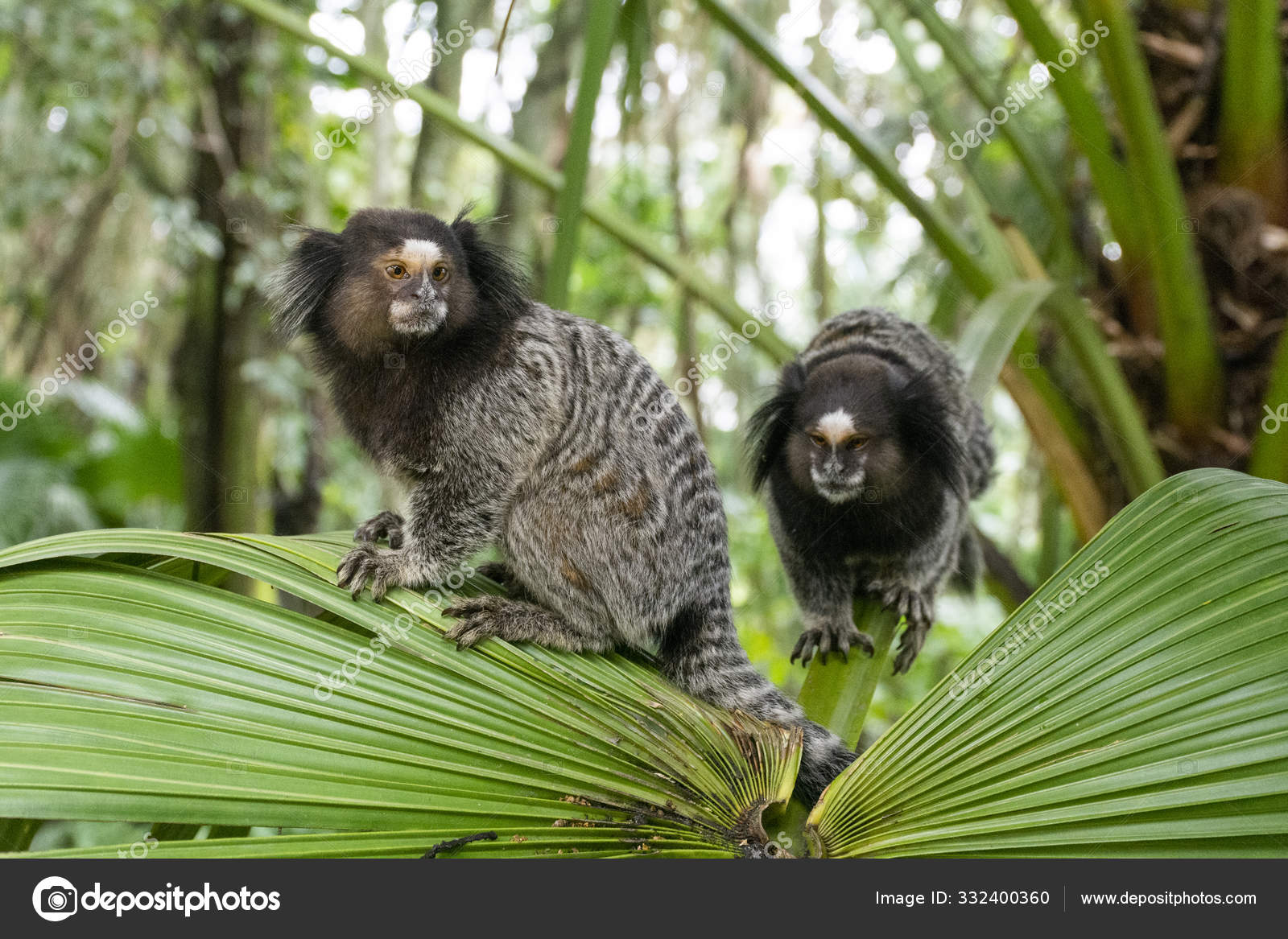 Marmosets Rio