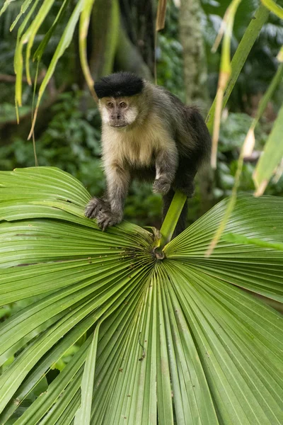 Capuchin Monkey Green Grass Ground Botanical Garden Rio Janeiro Brazil ...