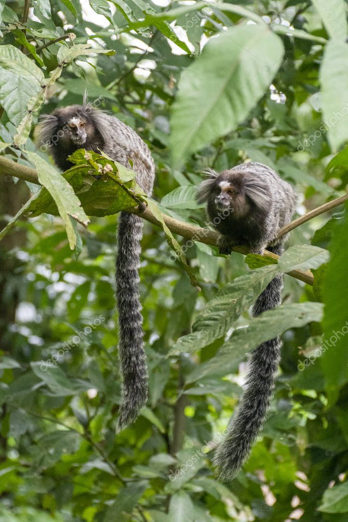 Marmoset de orejas blancas (pequeños monos) sobre el paisaje atlántico ...