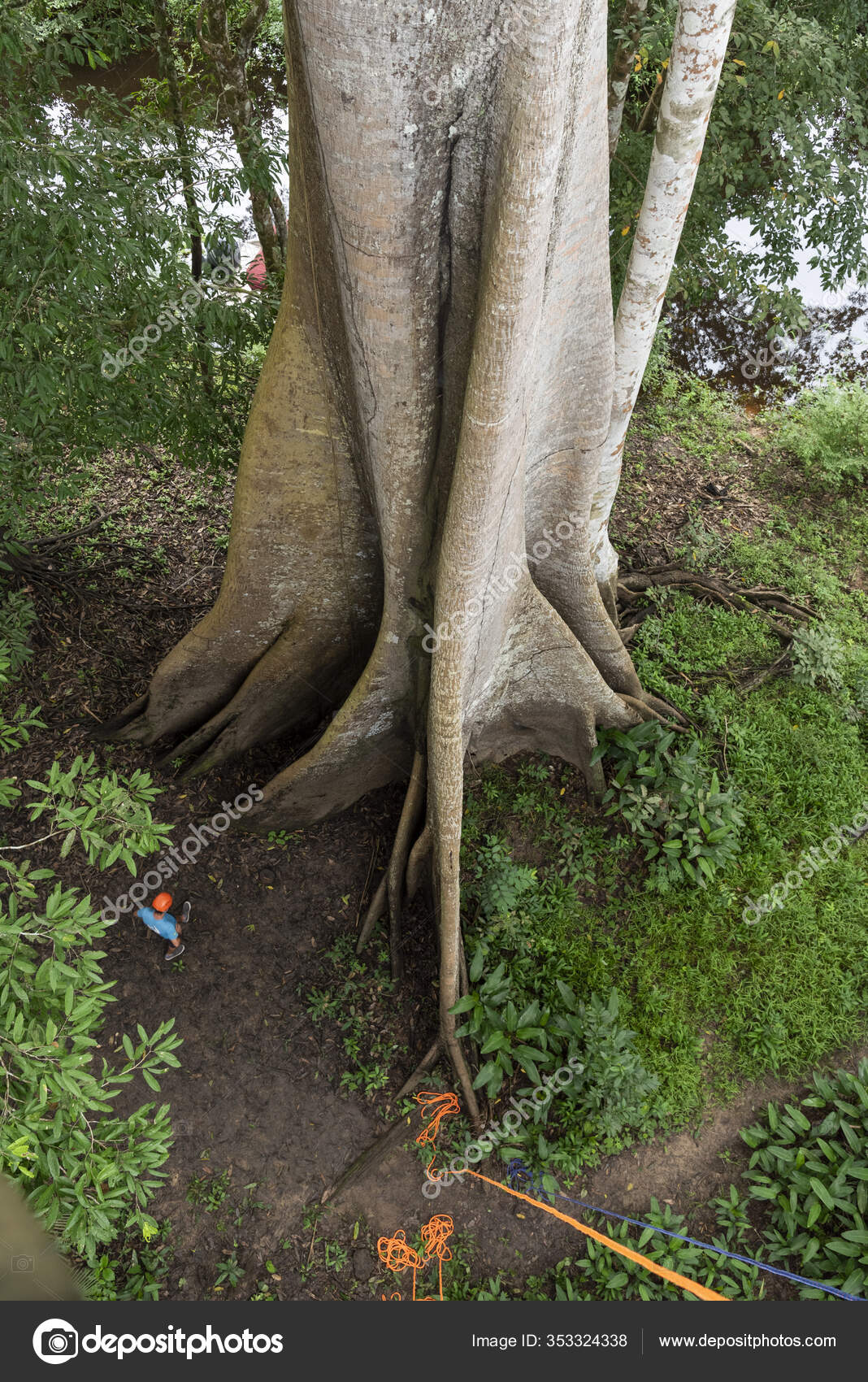 Climbing Big Samauma Tree Amazon Rainforest Amazonas Brazil — Stock ...