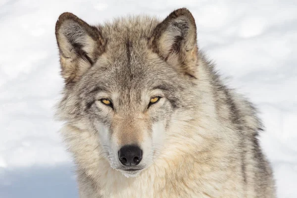 Timber wolf Images - Search Images on Everypixel