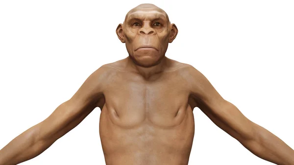 Homo Erectus Full Body