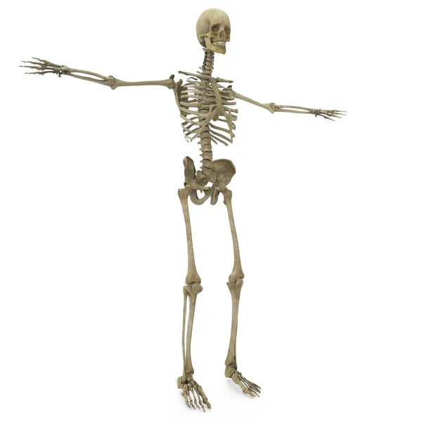 Human Skeleton Stock Photo by ©PhotosVac 78632810