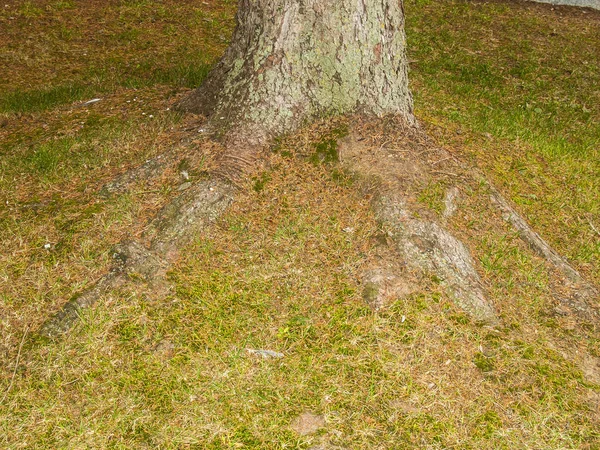 Tree hazard Stock Photos, Royalty Free Tree hazard Images | Depositphotos