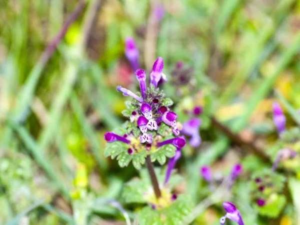 Common henbit Pictures, Common henbit Stock Photos & Images ...
