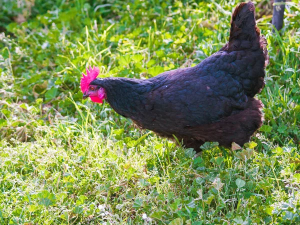 Gallo morado fotos de stock, imágenes de Gallo morado sin royalties ...