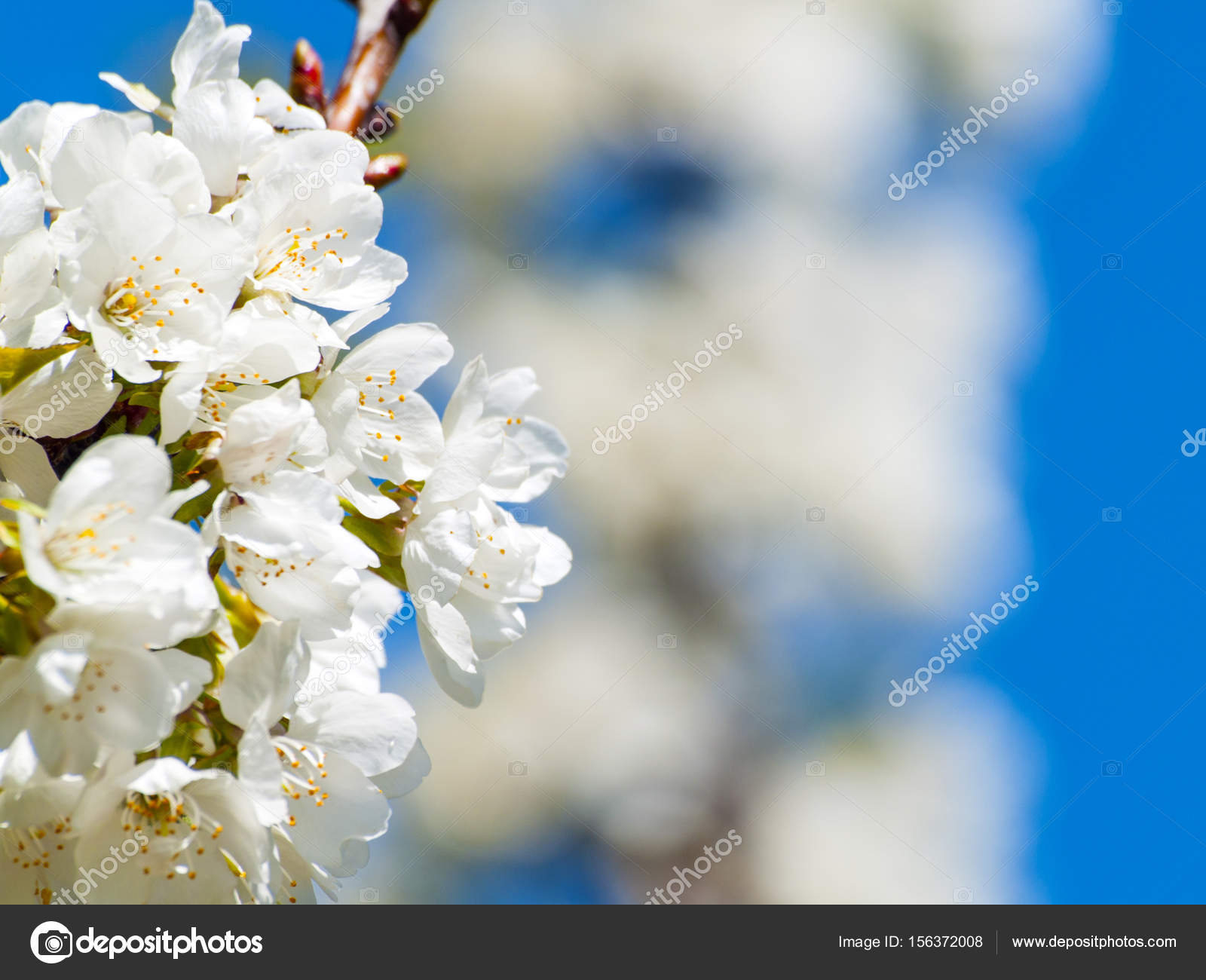 Cherry tree on blooming at springtime with copy space — Stock Photo ...
