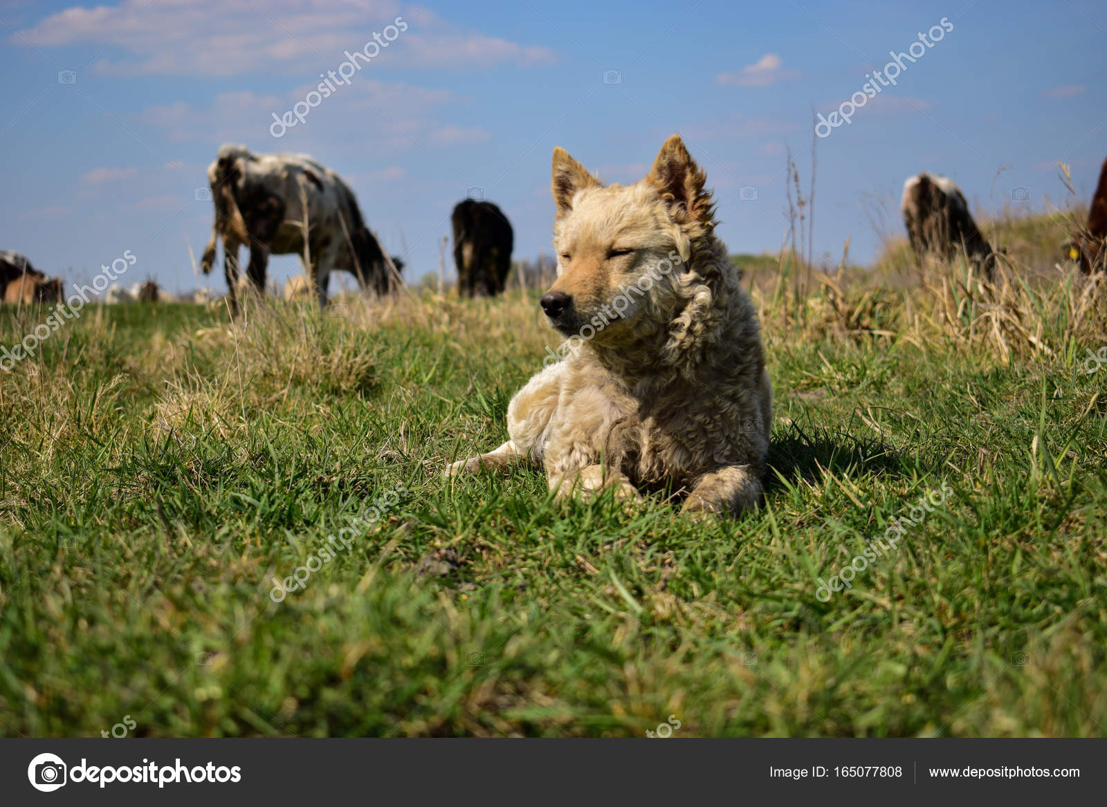 Cute shepherd dog lying on the meadow and guarding the cattle — Stock ...