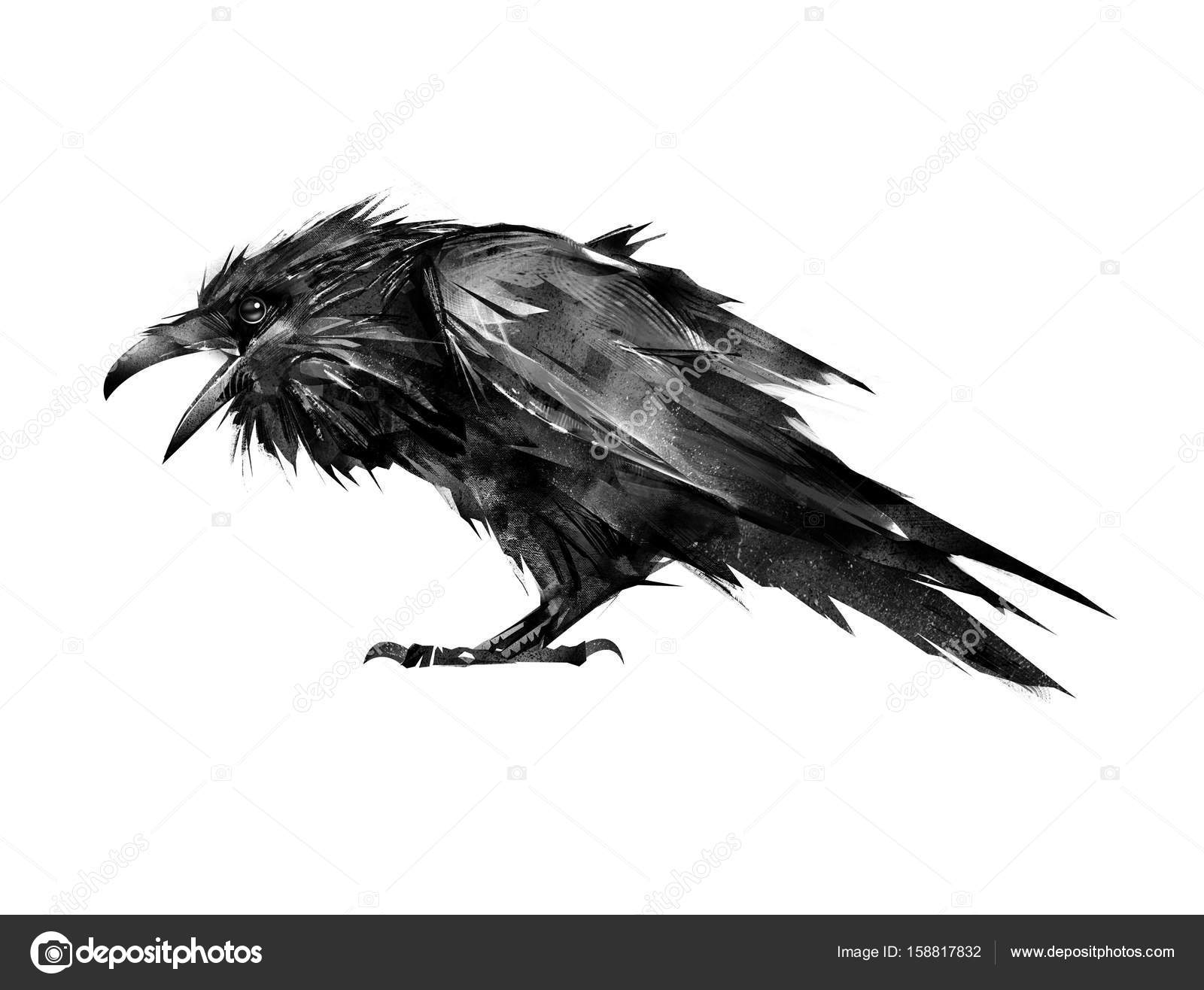 Painted Raven sitting on a white background Stock Illustration by ...