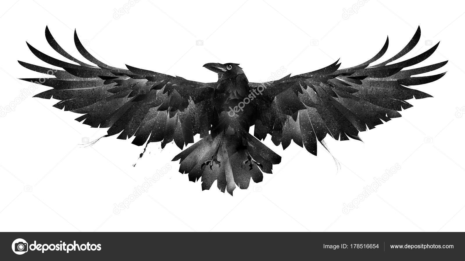 Painted bird crow front on a white background Stock Photo by ©khius ...