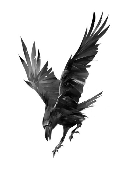Sketch crow attacking a bird on a white background #167267996 - Larastock