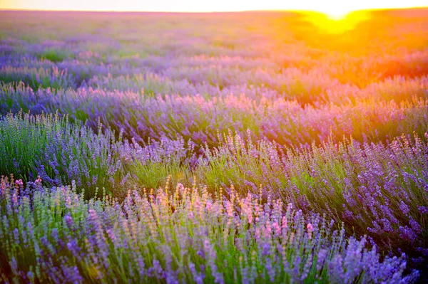 Lavender sunrise Stock Photos, Royalty Free Lavender sunrise Images ...