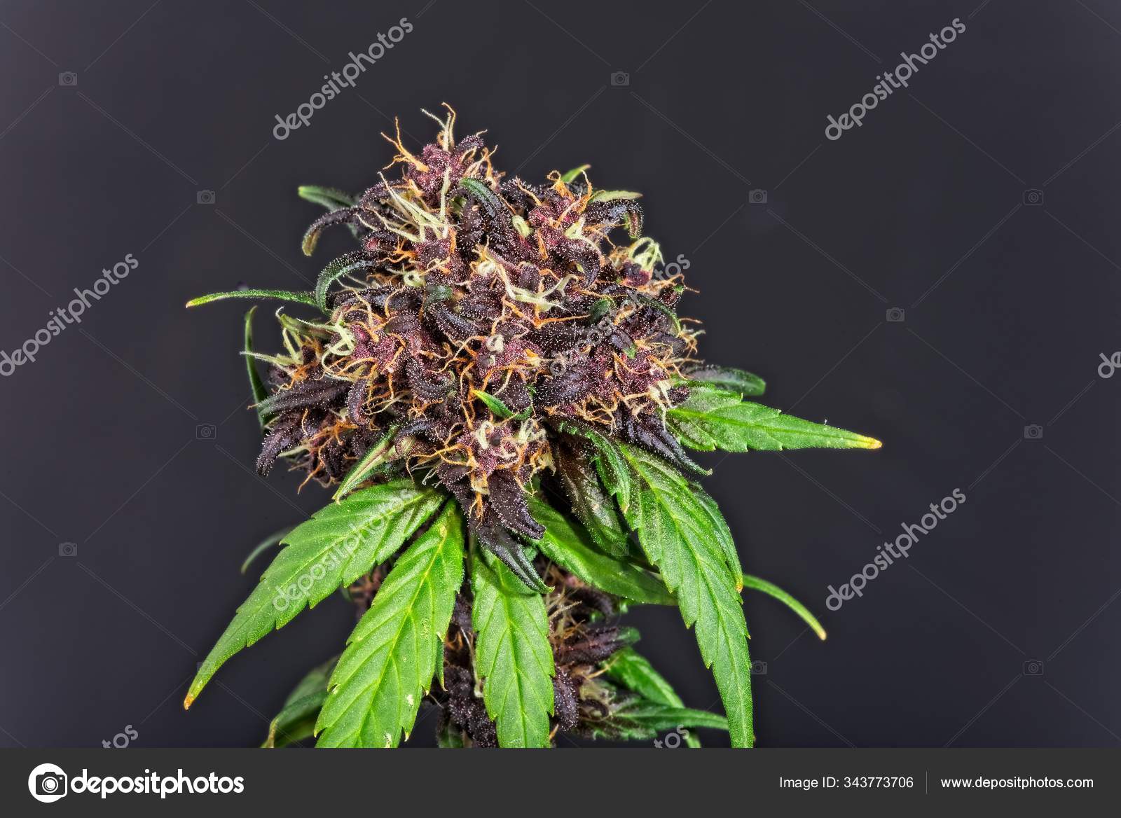 Planta De Cannabis Roxa Purple Punch Auto Cannabis Seeds | Seeds
