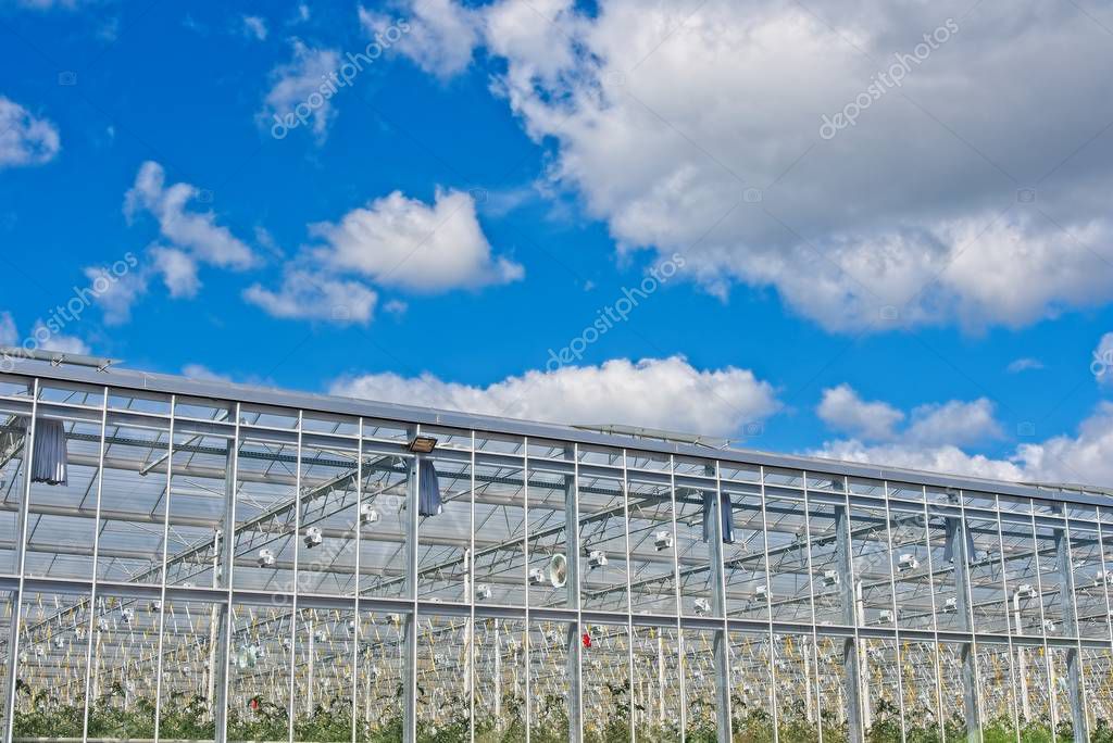 Invernadero de tomates industriales modernos grandes 2022