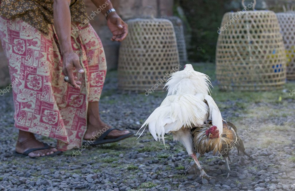 Cockfight in rural Bali Stock Photo by ©katiekk 128326650