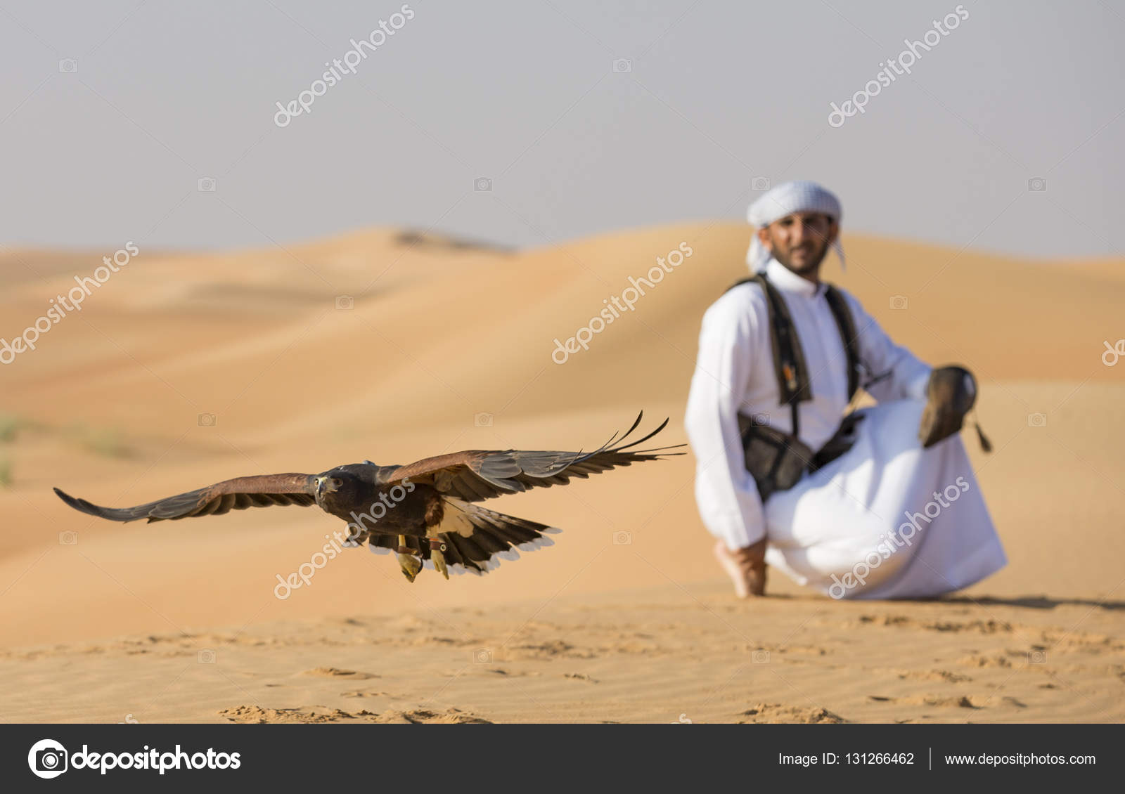 Sahara Desert Hawk