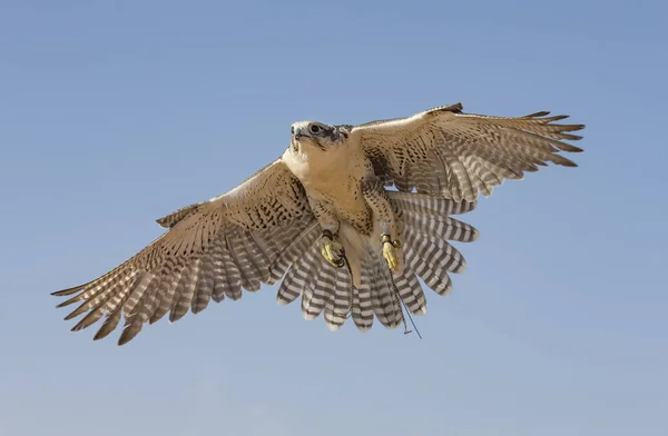 Falcon Bird Flying