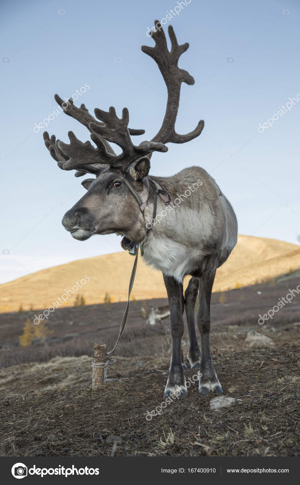 Beautiful reindeer in taiga Stock Photo by ©katiekk 167400910