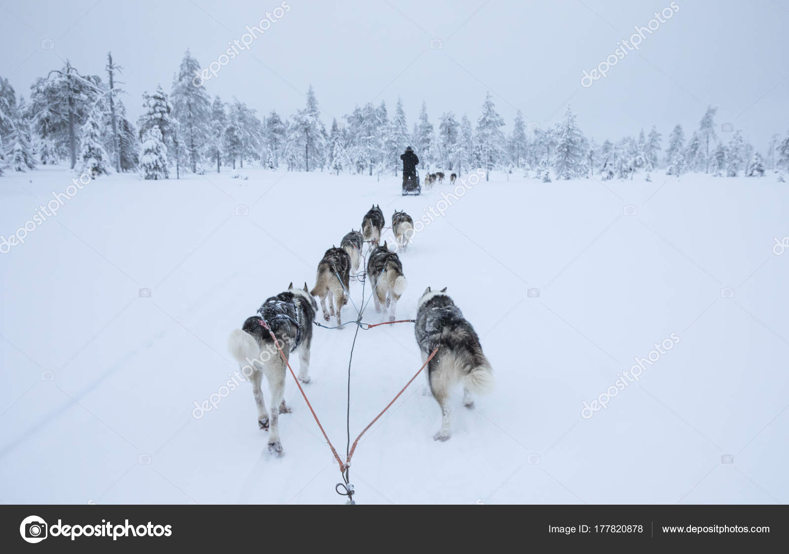 Rear View Husky Dogs Pulling Sledge Arctic Finland — Stock Photo ...
