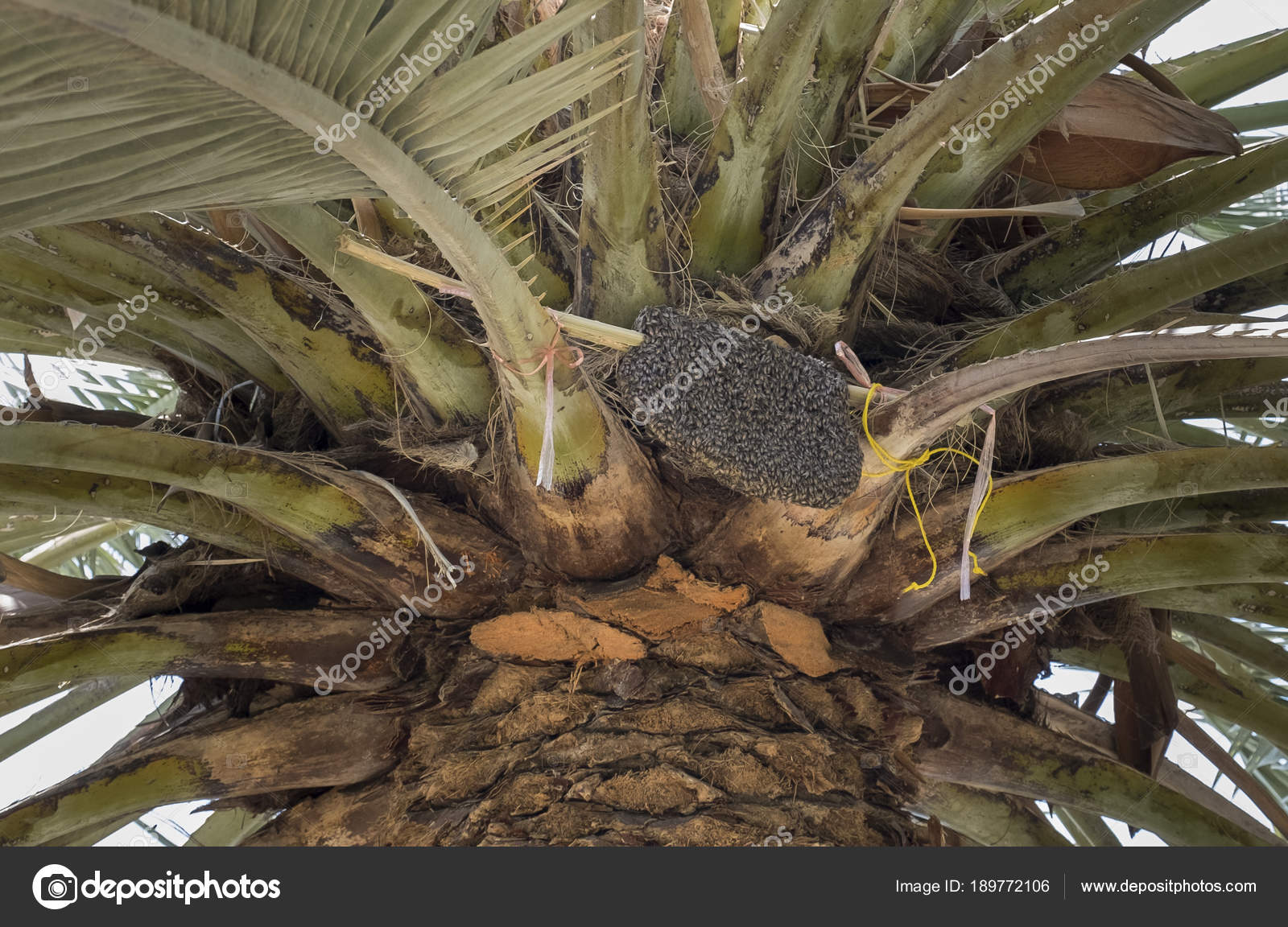 Honey Bees Palm Tree Oman Stock Photo by ©katiekk 189772106
