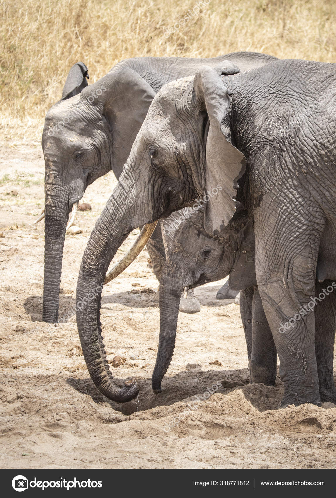 African Elephant Nature Reserve Tanzania — Stock Photo © katiekk #318771812