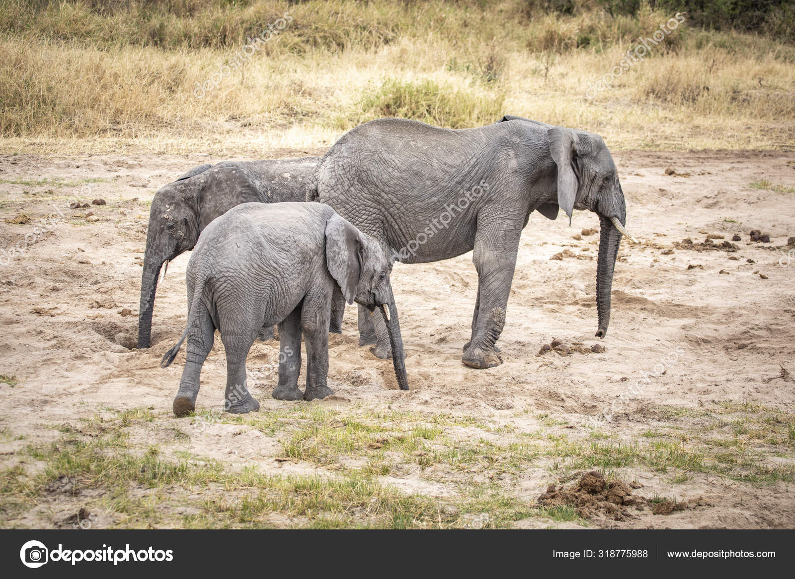 African Elephant Nature Reserve Tanzania ⬇ Stock Photo, Image by ...