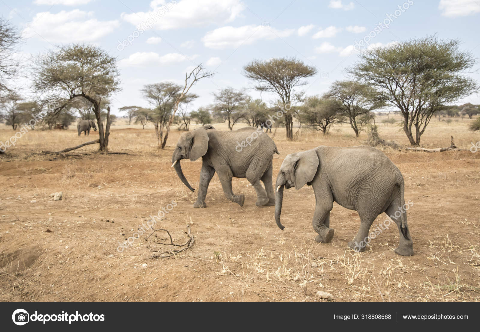 African Elephant Nature Reserve Tanzania — Stock Photo © katiekk #318808668