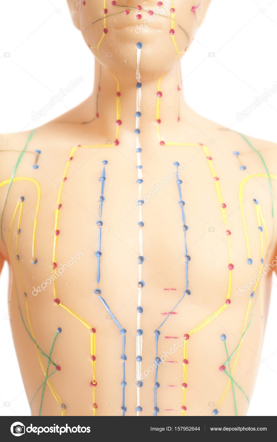 Medical acupuncture model of human isolated on white background Stock ...