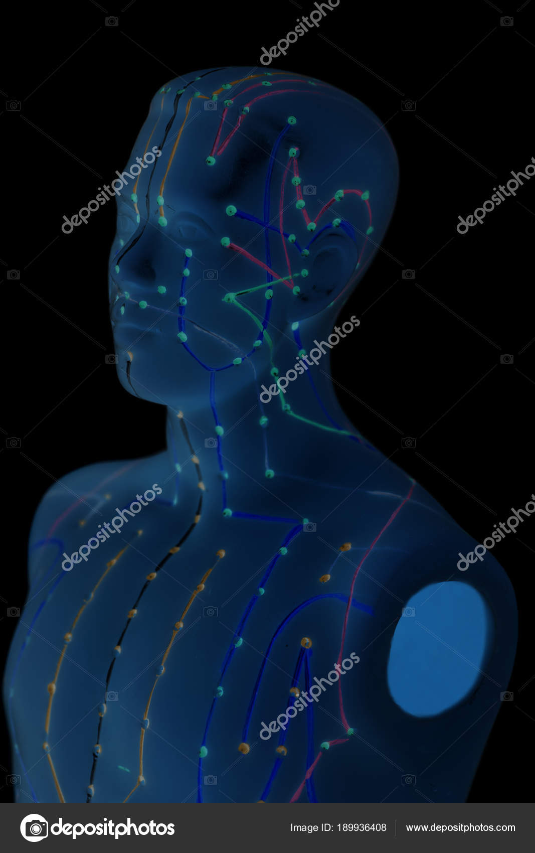 Medical acupuncture model of human — Stock Photo © yurchello_108 #189936408