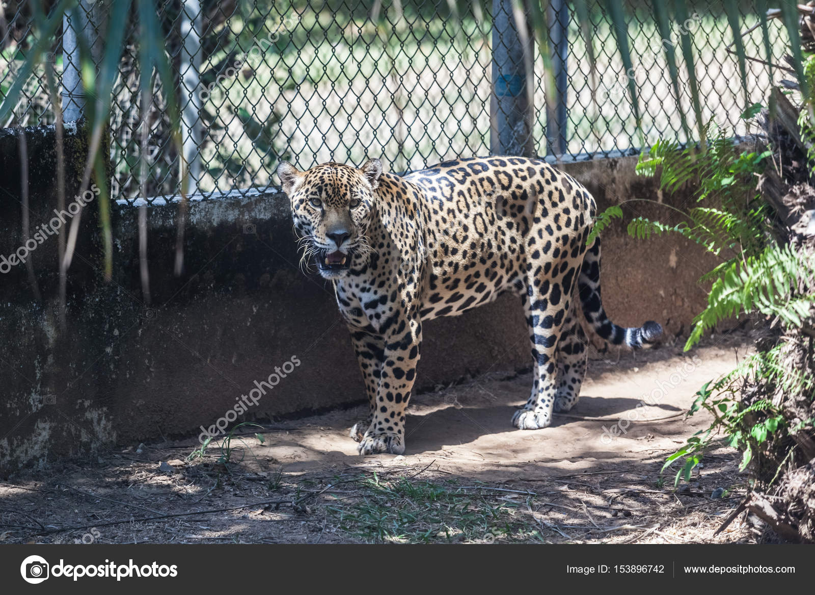 Jaguar in Summit Park, Panama Stock Photo by ©Parkol 153896742