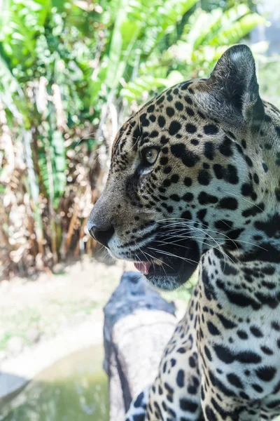 Jaguar in Summit Park, Panama Stock Photo by ©Parkol 153896742