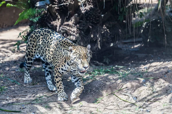 Jaguar in Summit Park, Panama Stock Photo by ©Parkol 153896742