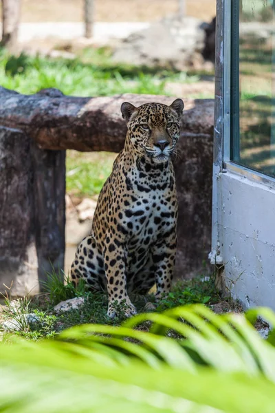 Jaguar in Summit Park, Panama Stock Photo by ©Parkol 153896742