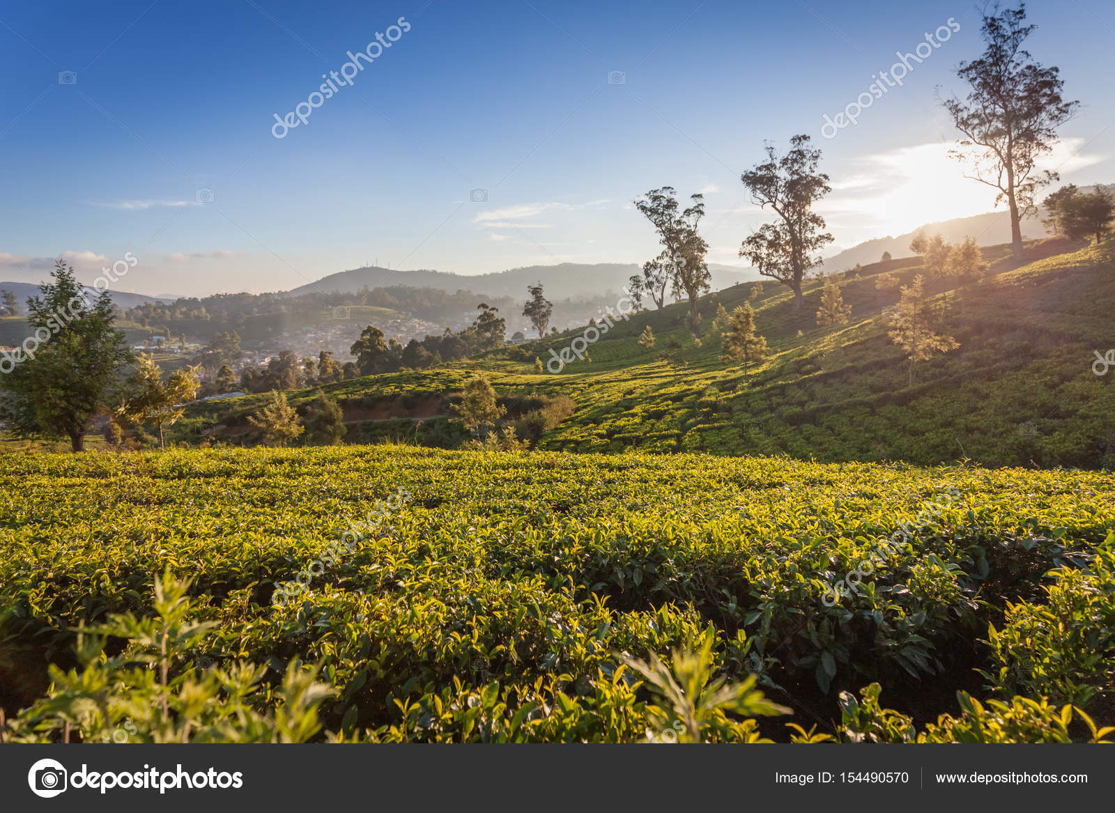 Tea plantation in Sri Lanka — Stock Photo © Parkol #154490570