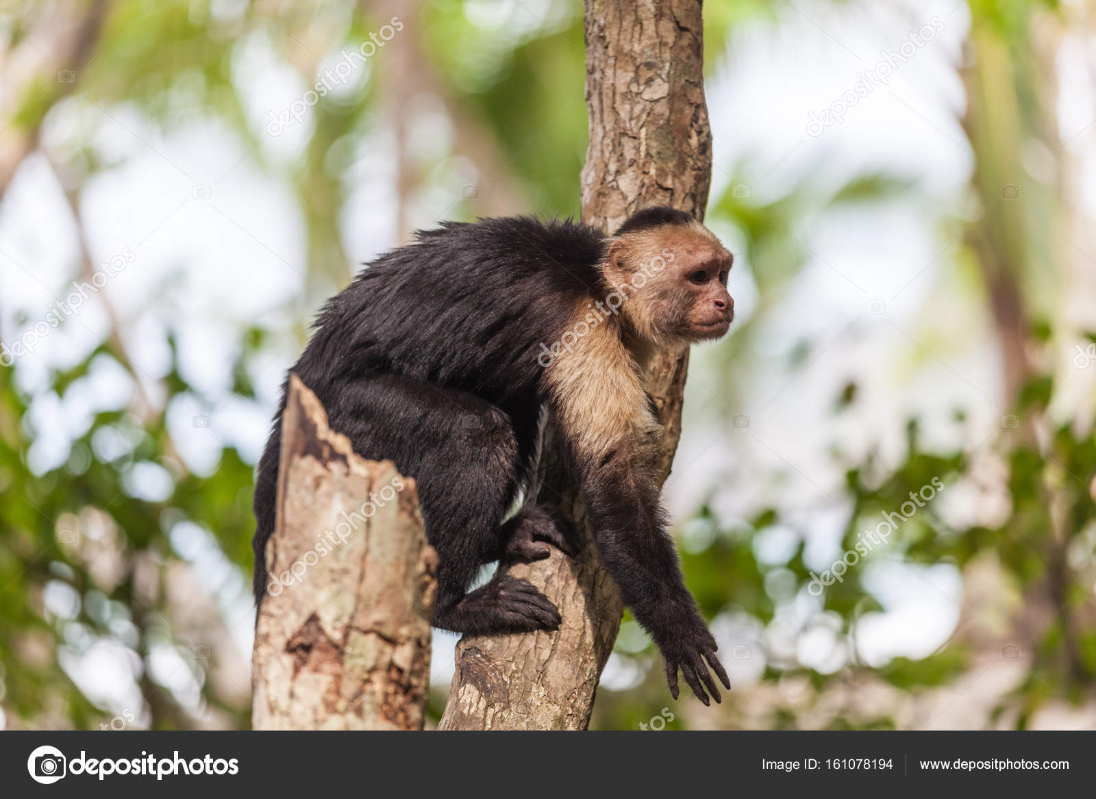 White-headed capuchin in Manuel Antonio National Park, Costa Rica ...
