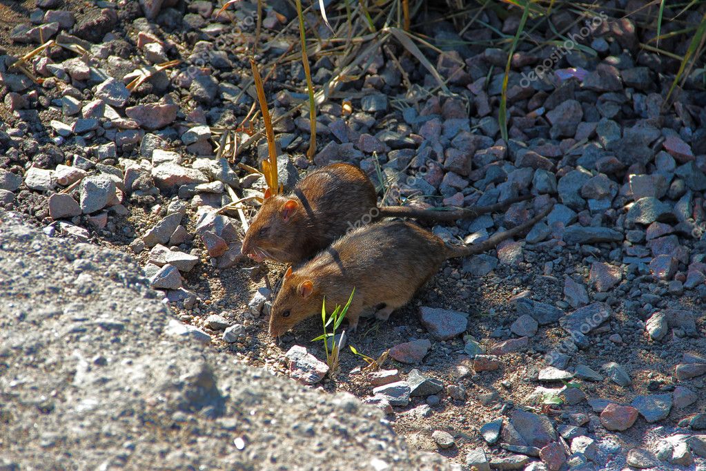 Two rats in the centre of the city Stock Photo by ©vbldra 124963116