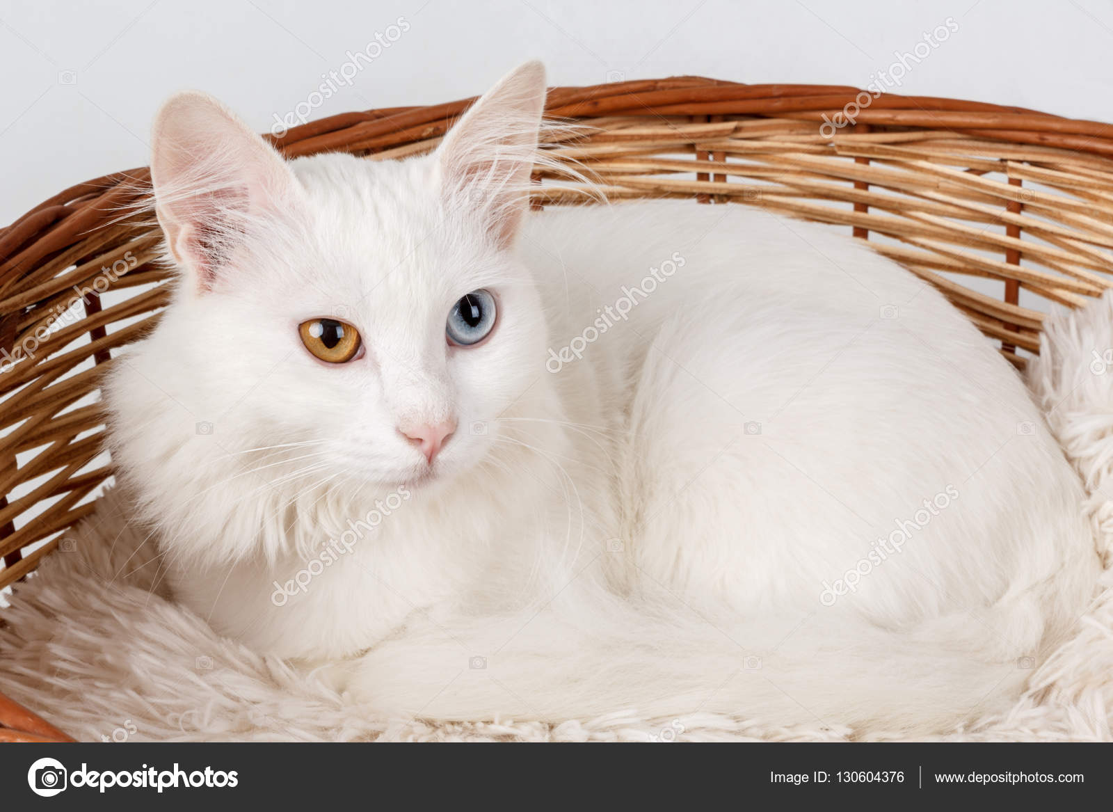 View topic - Fҽɾαʅƈʅαɳ⥈ (discussion thread) - Chicken Smoothie