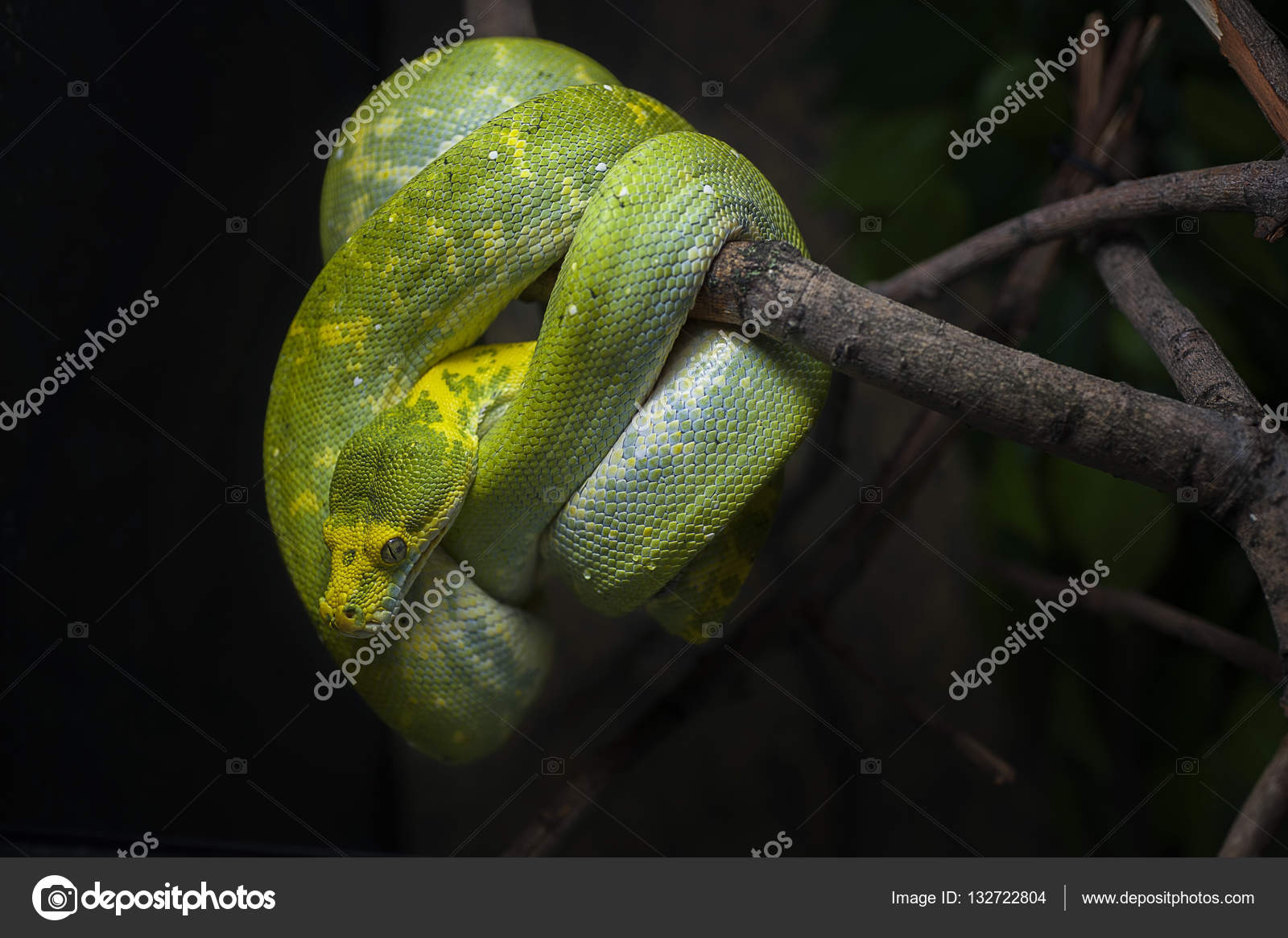 Snake isolated on black background — Stock Photo © PetlinDmitry #132722804