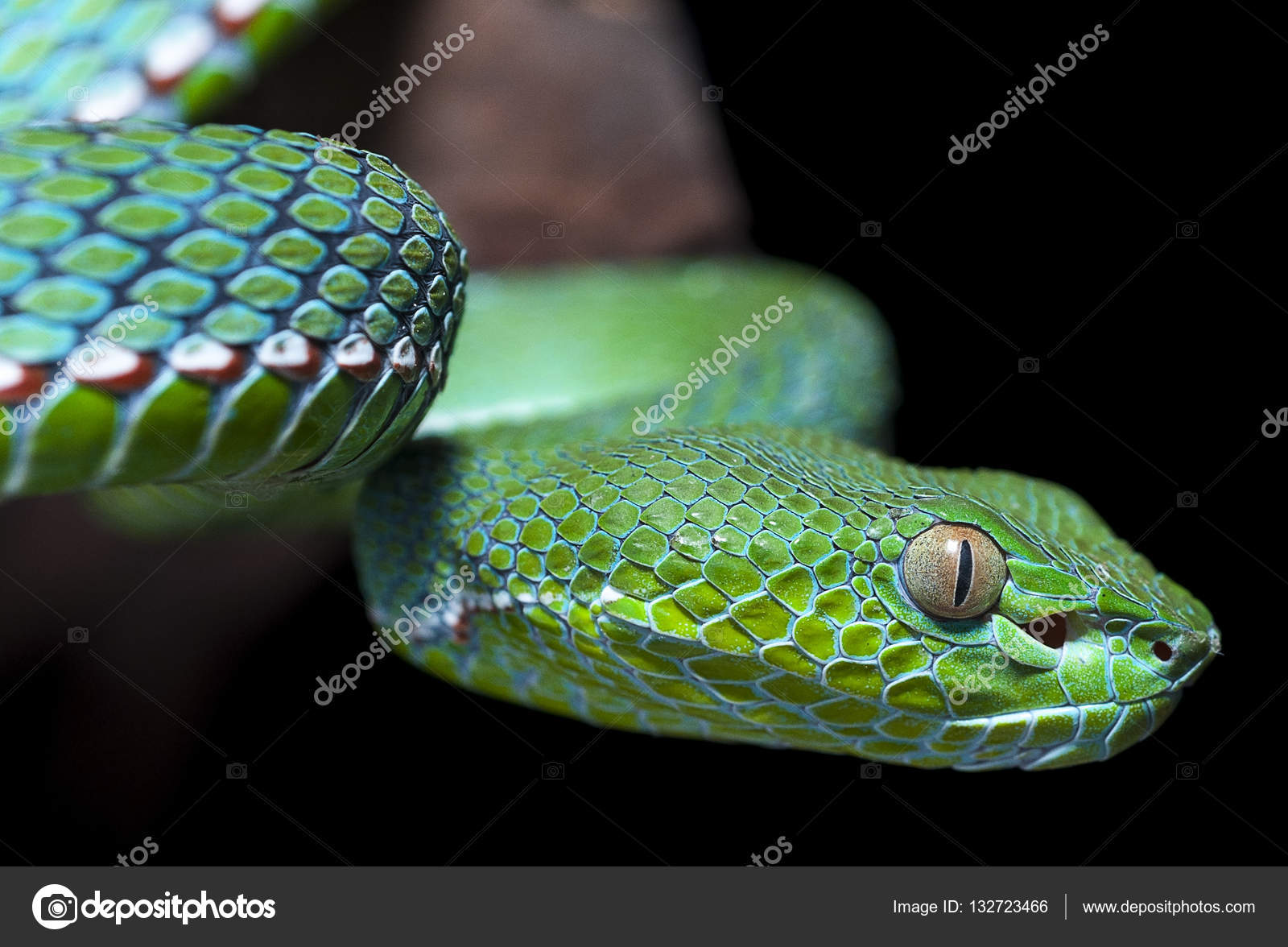 Snake isolated on black background Stock Photo by ©PetlinDmitry 132723466