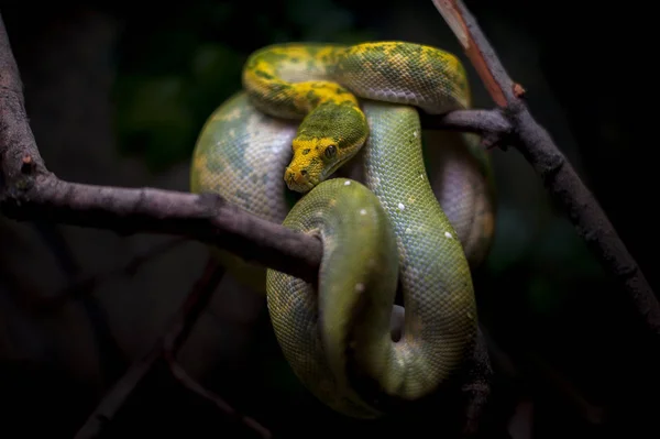 Tree pythons Stock Photos, Royalty Free Tree pythons Images | Depositphotos