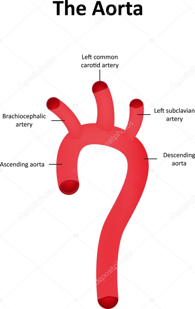 The Aorta And Aortic Arch Cartoon Stock Vector Image By ©joshya123