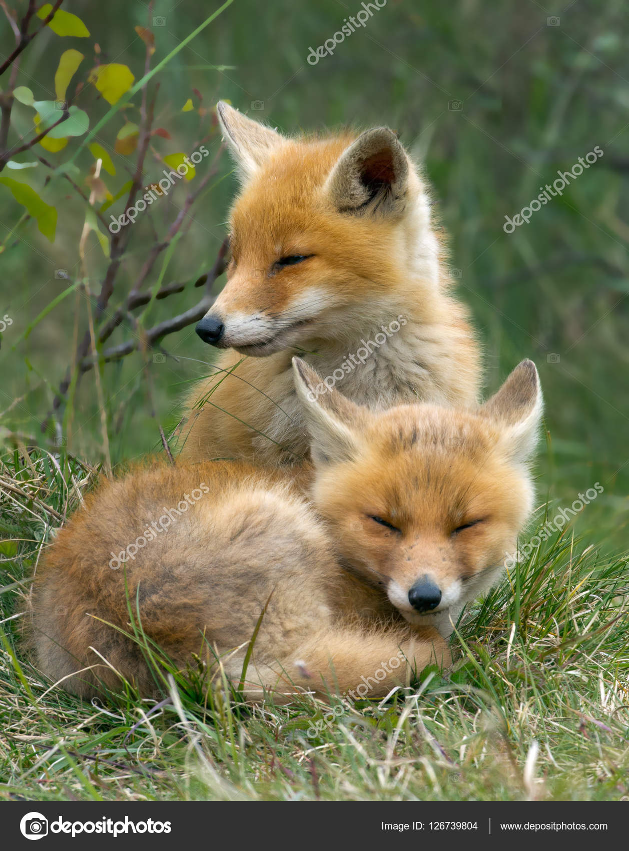 Red Fox Pup