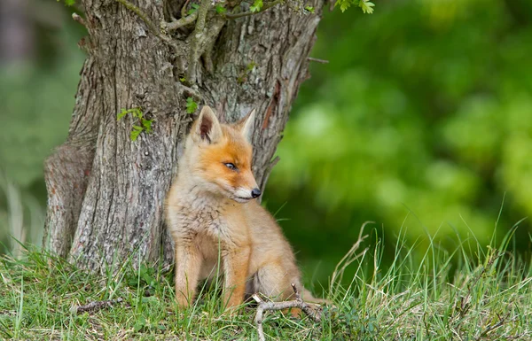 Red fox sitting Stock Photos, Royalty Free Red fox sitting Images ...