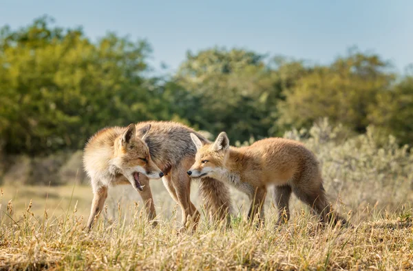 Little red fox cubs — Stock Photo © MennoSchaefer #126737484
